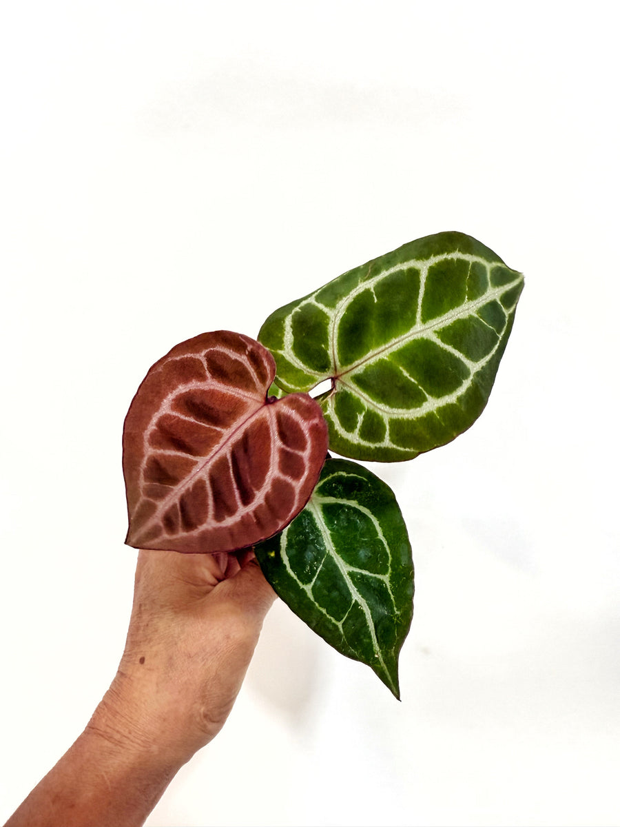Anthurium – Leaf & Moss