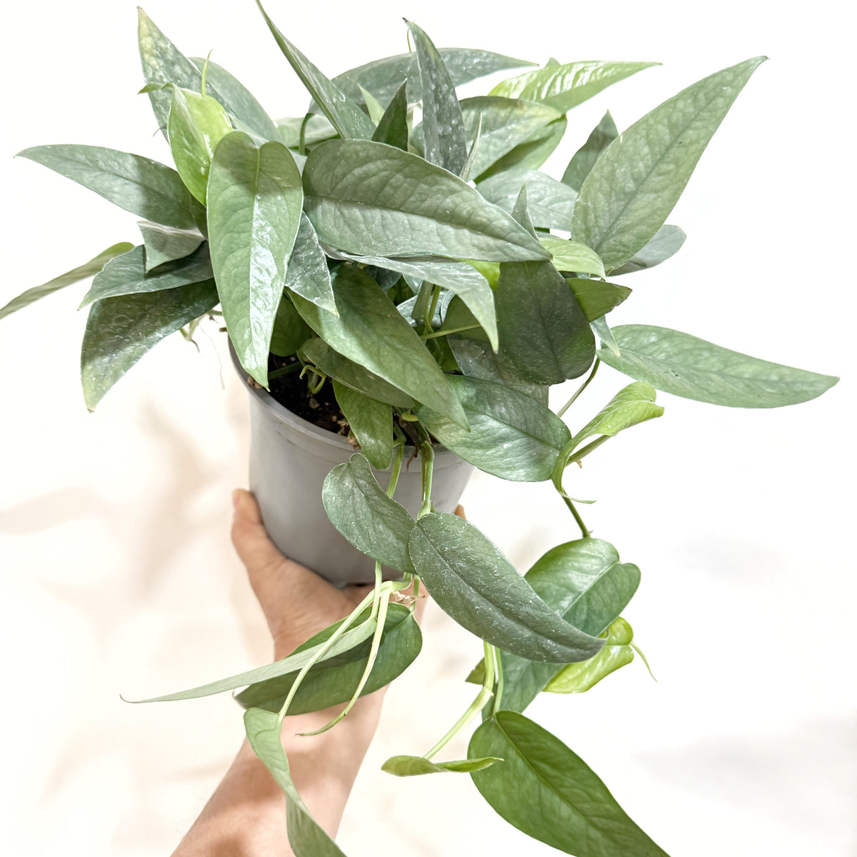 6" Pothos Cebu Blue – Leaf & Moss